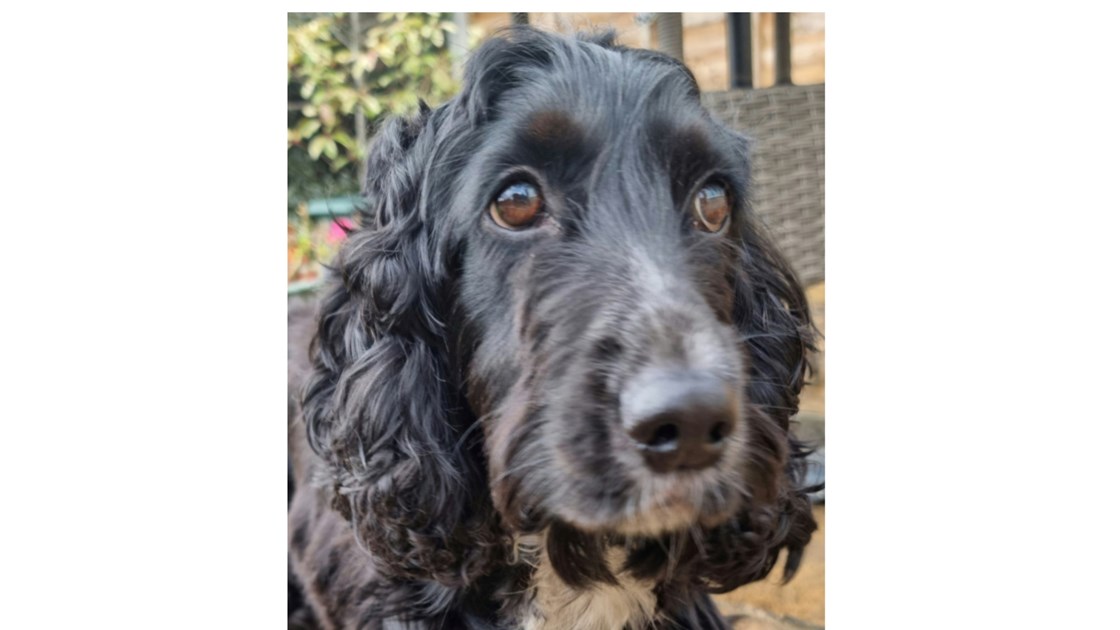 Mark Earnshaw is fundraising for Battersea