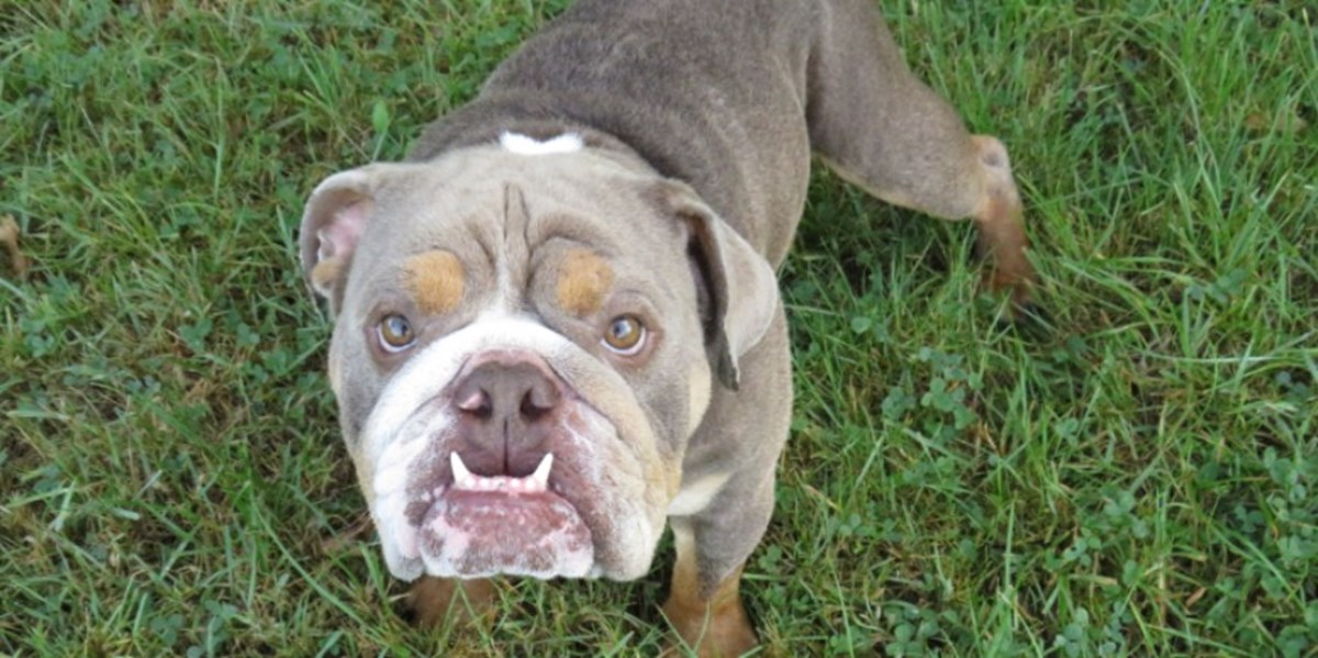 Kit Wilson Trust for Animal Welfare is fundraising for The Kit Wilson ...