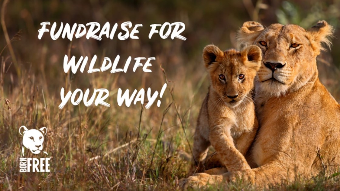 Born Free's DIY Fundraising - JustGiving