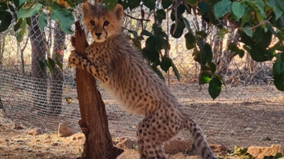 Priscilla Parmar is fundraising for Cheetah Conservation Fund