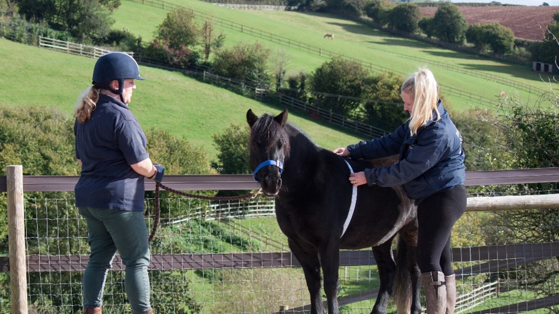 Be an advocate for better behavioural and ethical horse training ...