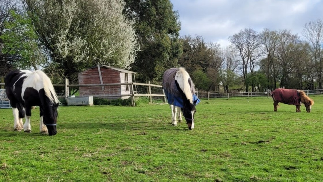 A new horse for Lambourne End Centre - JustGiving