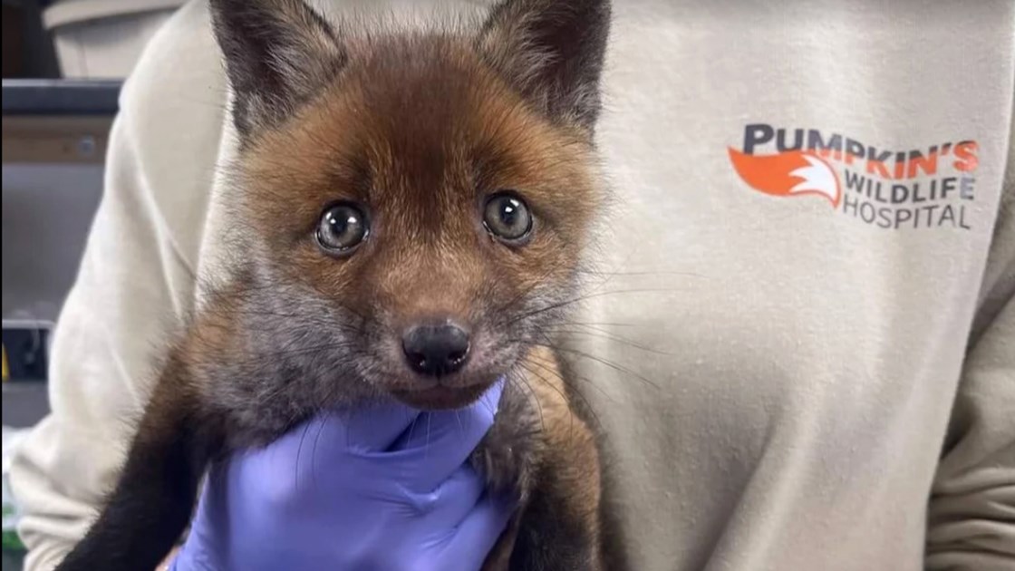 Gina Cullen is fundraising for Pumpkin's Wildlife Hospital