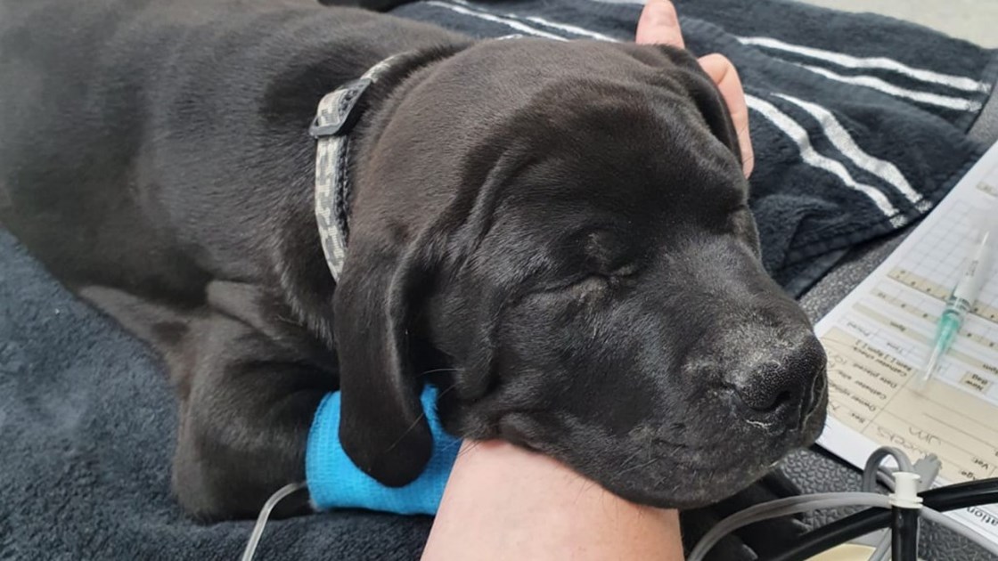 Zuko Cane Corso cross vet bill plea - JustGiving