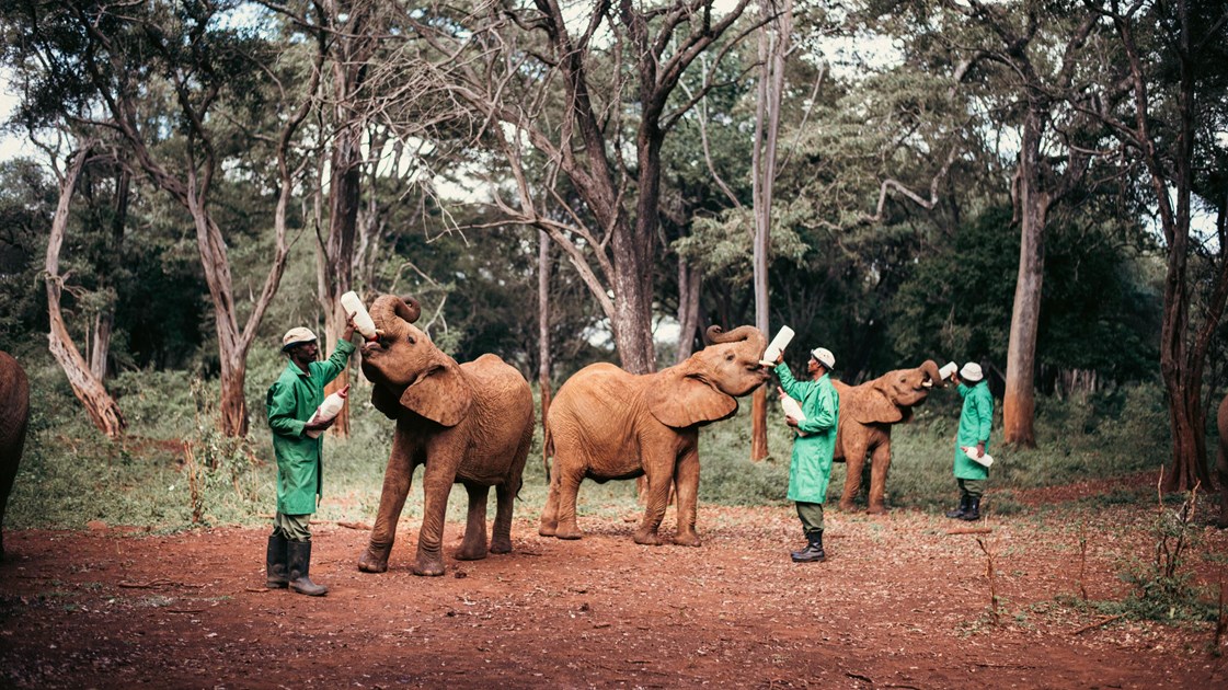 Benjamin Hart is fundraising for Sheldrick Wildlife Trust UK