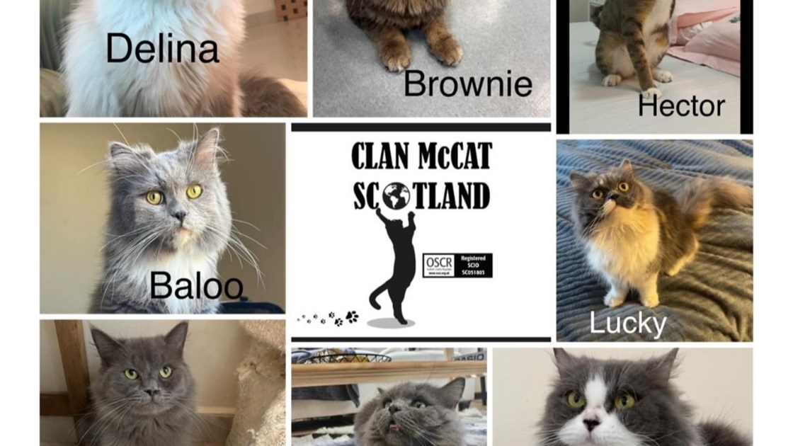 Please help us get these cats to their forever homes! - JustGiving