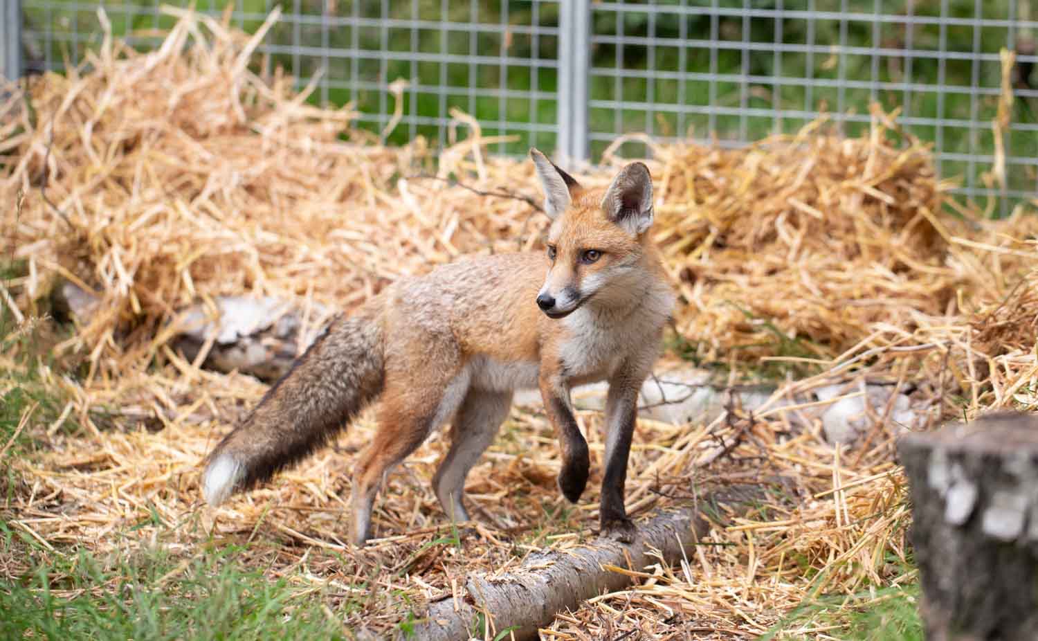 URGENT Orphan Fox Release Fund - JustGiving