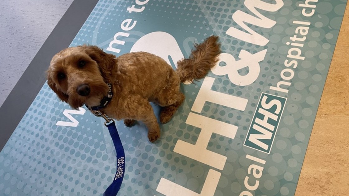 Alfie's sandy paw adventure in aid of ELHT&Me - JustGiving