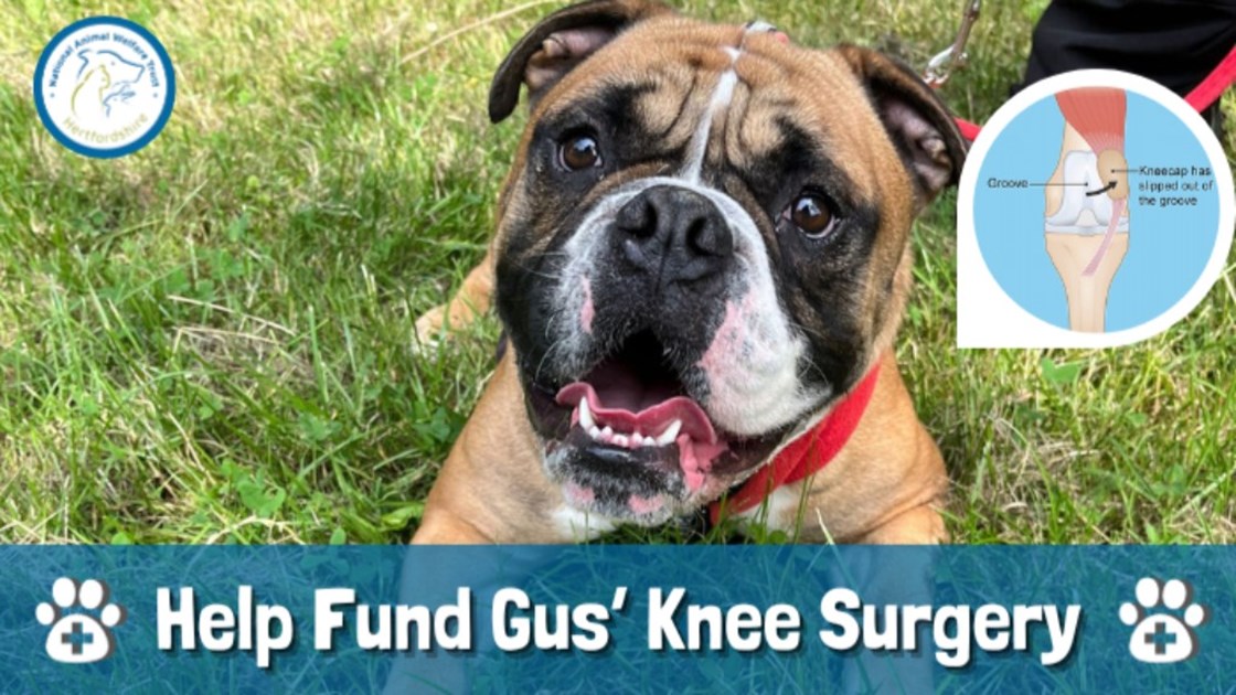 Help Us Fund Gus’ Knee Surgery - JustGiving