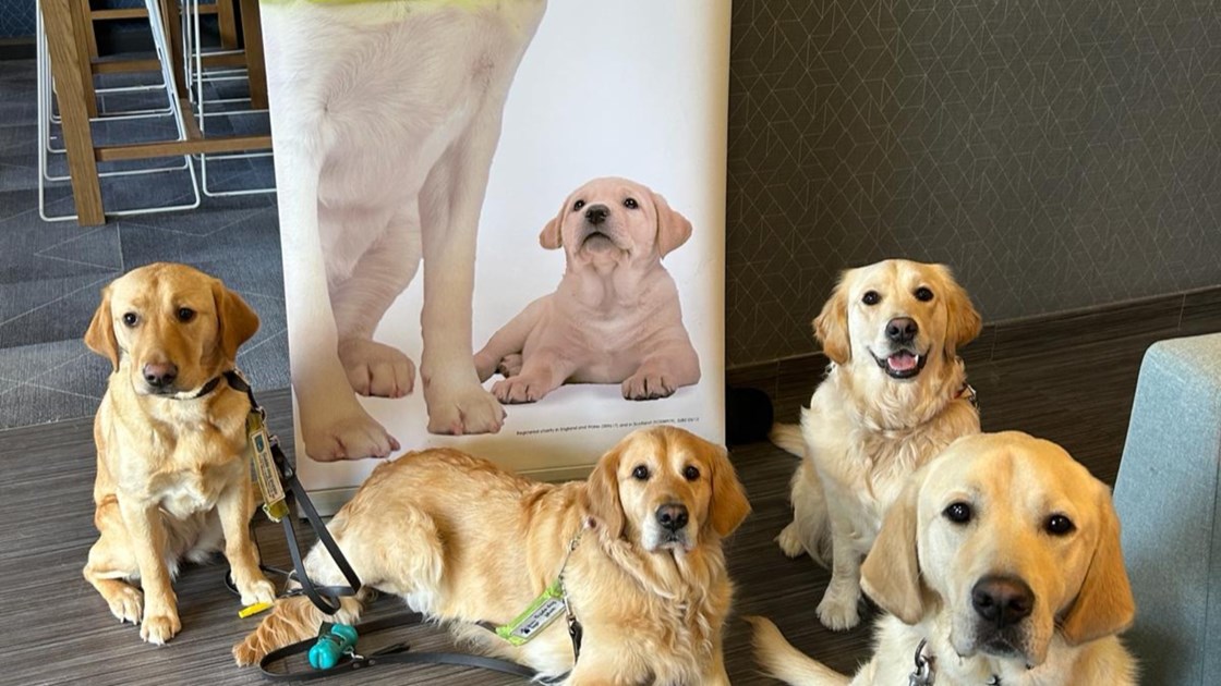 Guide Dogs Leamington And Warwick is fundraising for Guide Dogs