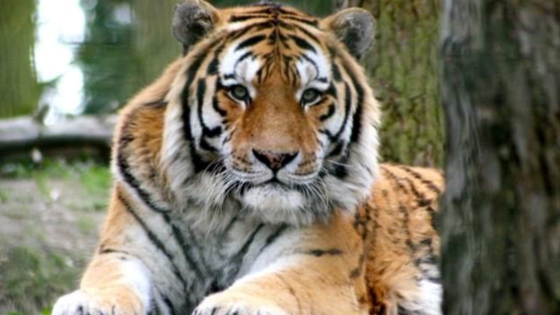 Toby Foster is fundraising for The Big Cat Sanctuary