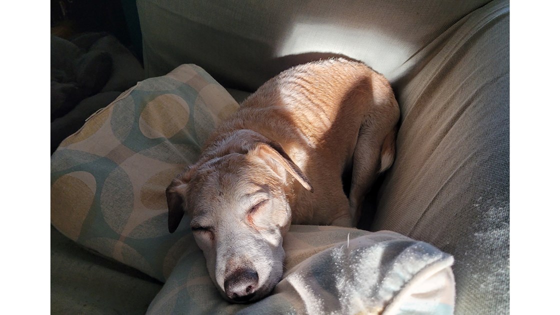 Gareth Davies is fundraising for Cheltenham Animal Shelter