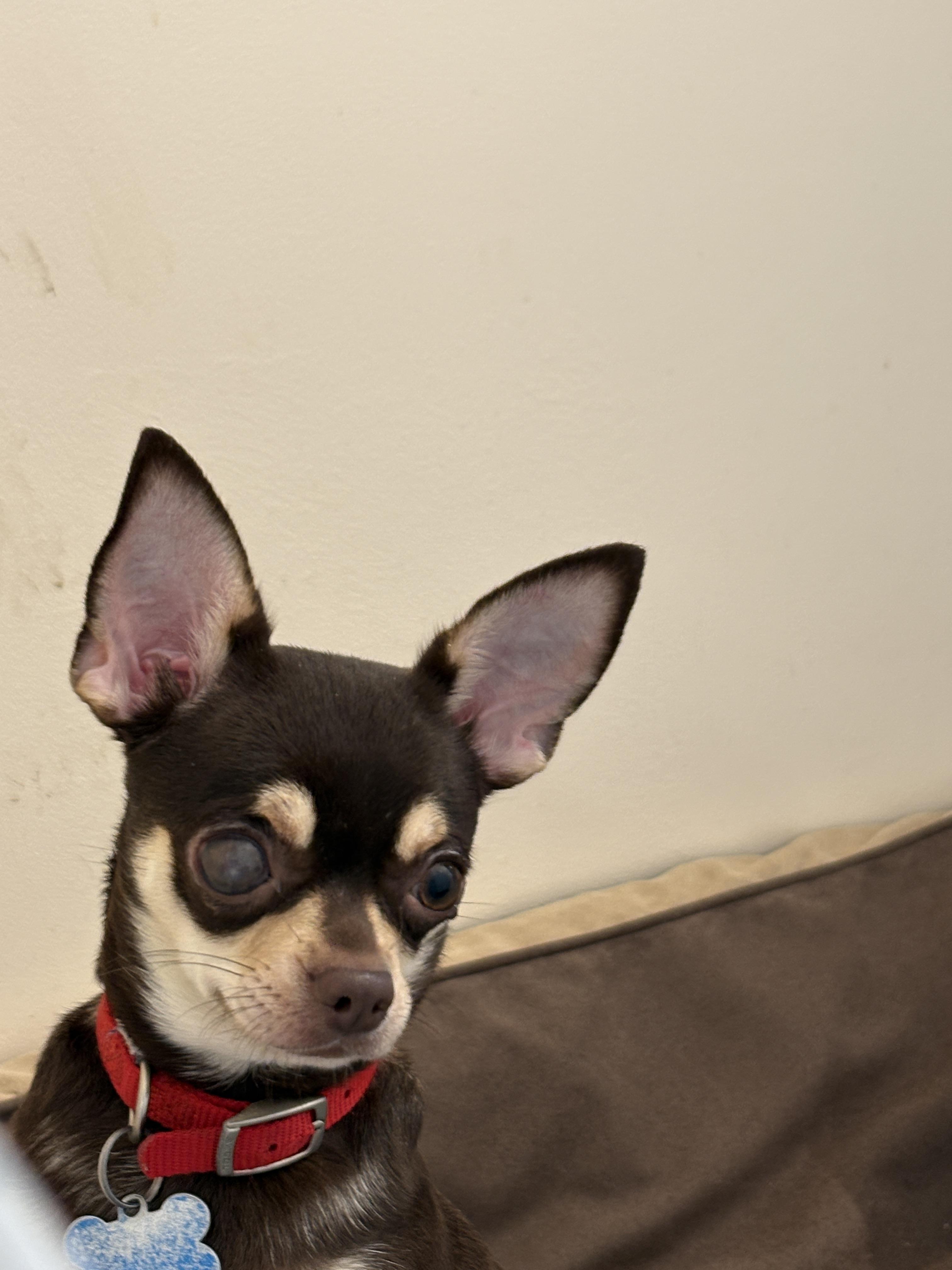 Gabriella's Eye Surgery - Help Gabriella See a Pain-Free Future ...
