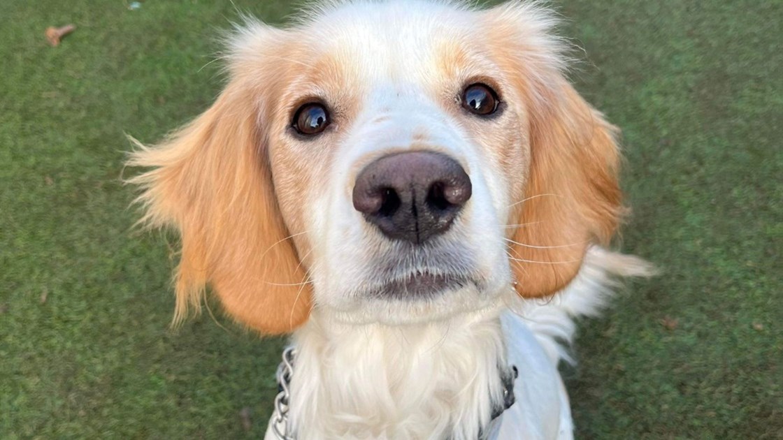 Team 'All Fur One' does ITS A KNOCKOUT raising funds for the Clymping ...