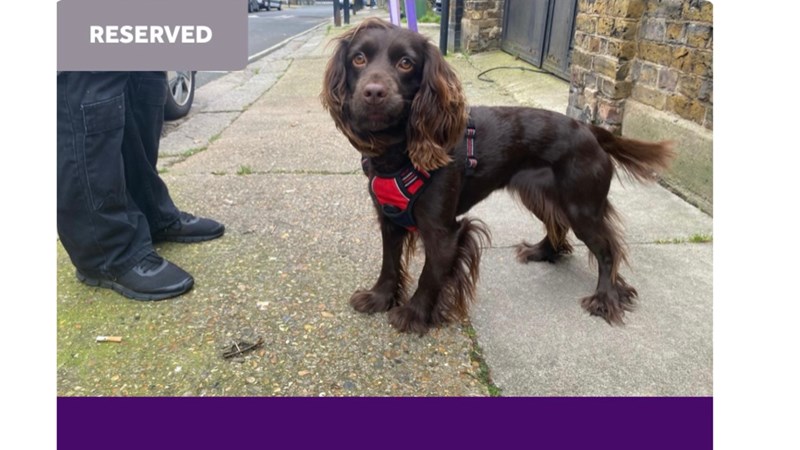 Megan Jenkins is fundraising for The Mayhew Animal Home