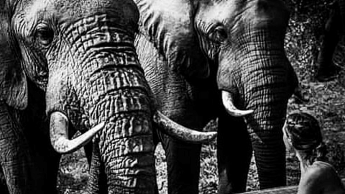 Emma loader is fundraising for International Animal Rescue