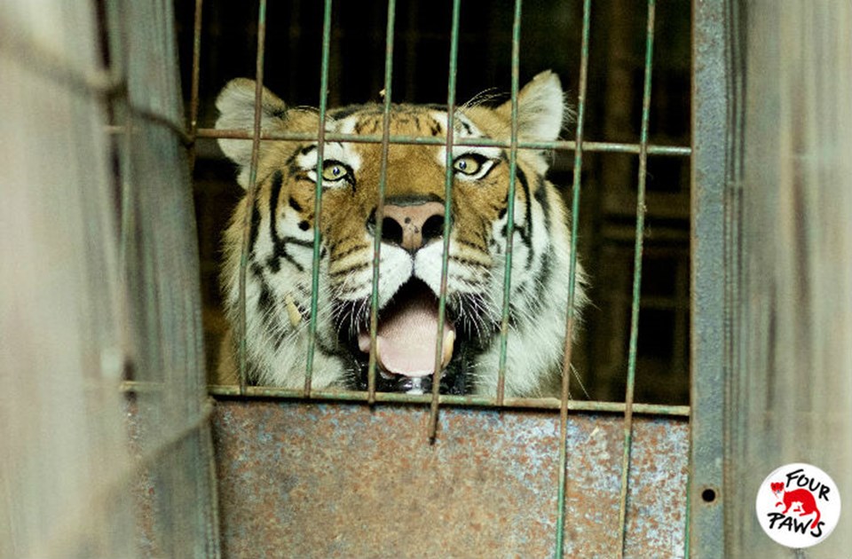 This is Varvara, the last remaining circus tiger in Bulgaria. - JustGiving