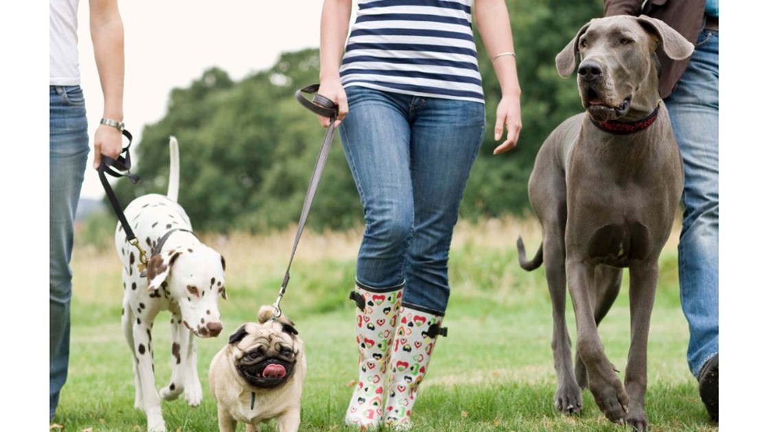 Hospice Hounds Sponsored Dog Walk - JustGiving