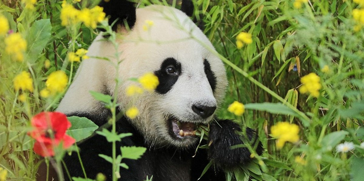 Ella Bea McDowall is fundraising for WWF-UK