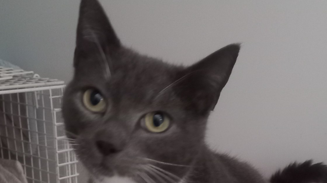 Ely & District CatsProtection is fundraising for Cats Protection