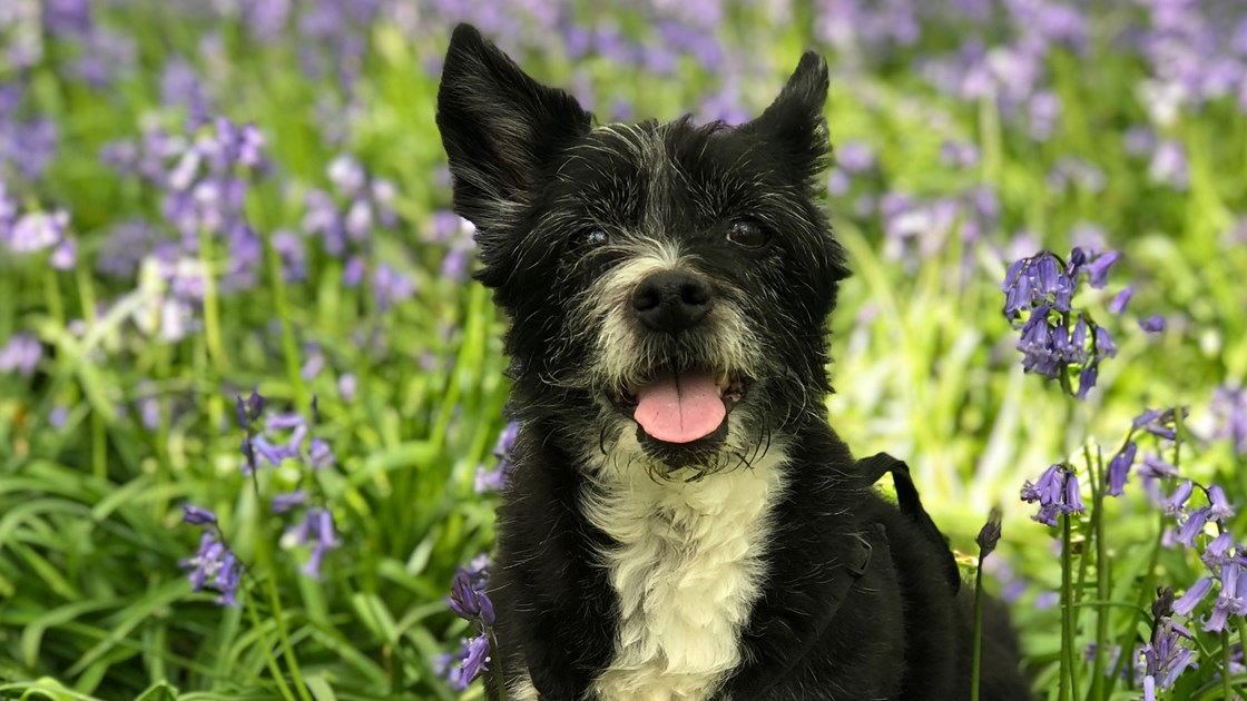 Bethany Corder is fundraising for Battersea