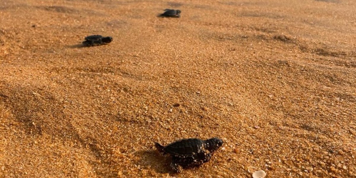 Sam Cassie is fundraising for Travelteer Impact