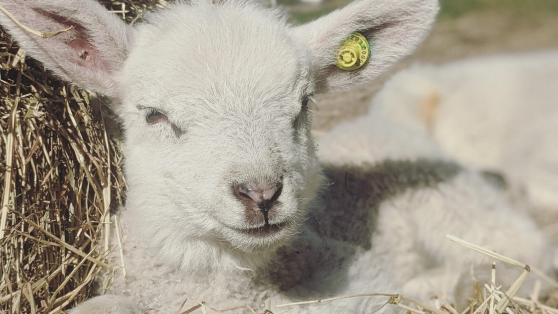 Ananda Animal Sanctuary - Animal Housing Appeal - JustGiving