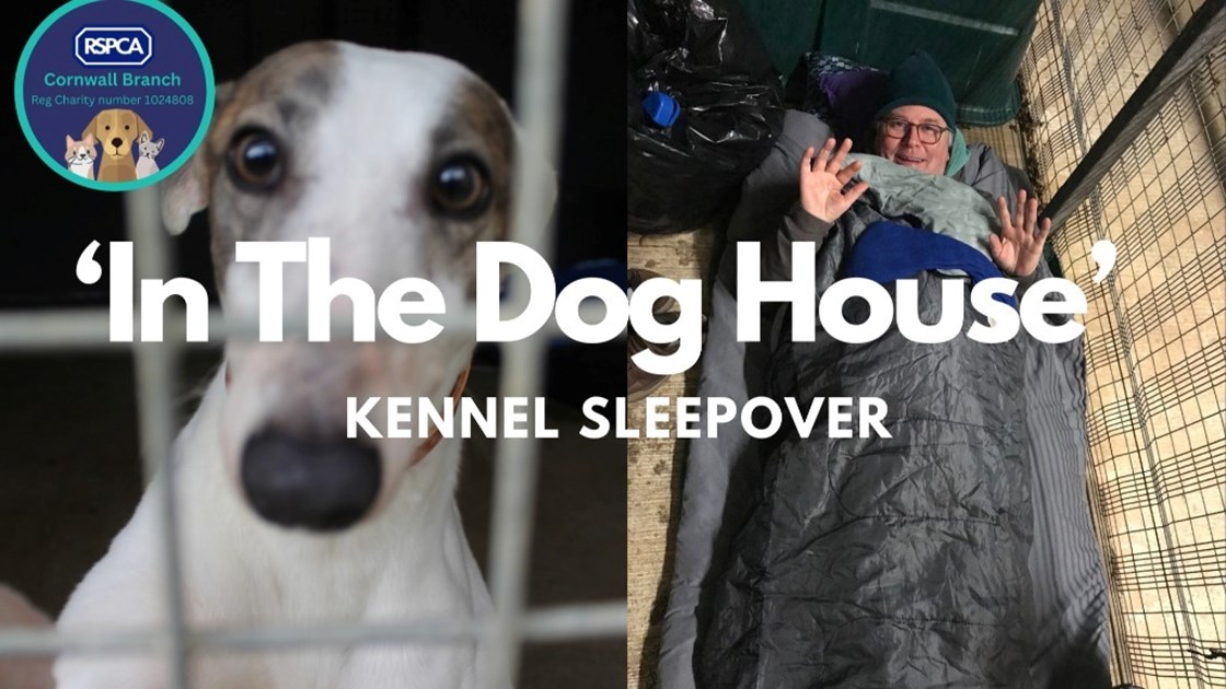 'In The Dog House' Kennel Sleepover At RSPCA Cornwall - JustGiving