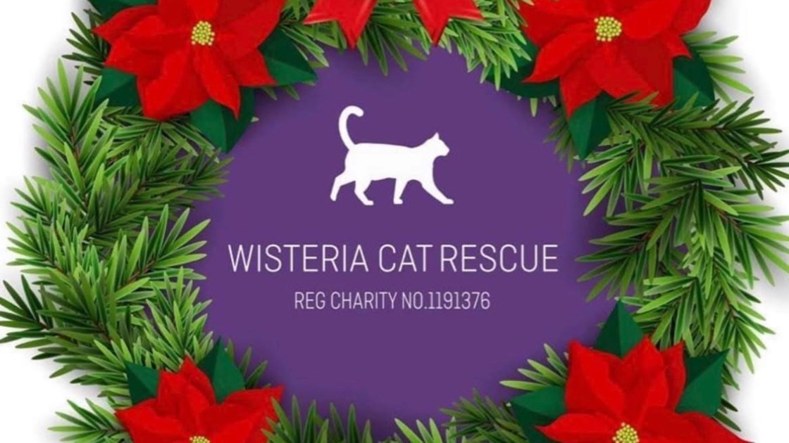 Billy Devitt is fundraising for Wisteria Cat Rescue