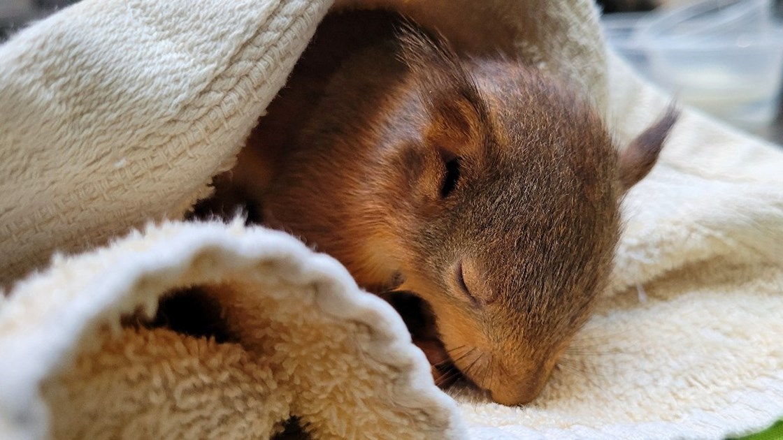 Red Squirrel Enclosure - JustGiving