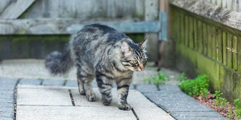 Cats Protection Leeds Cat Centre is fundraising for Cats Protection
