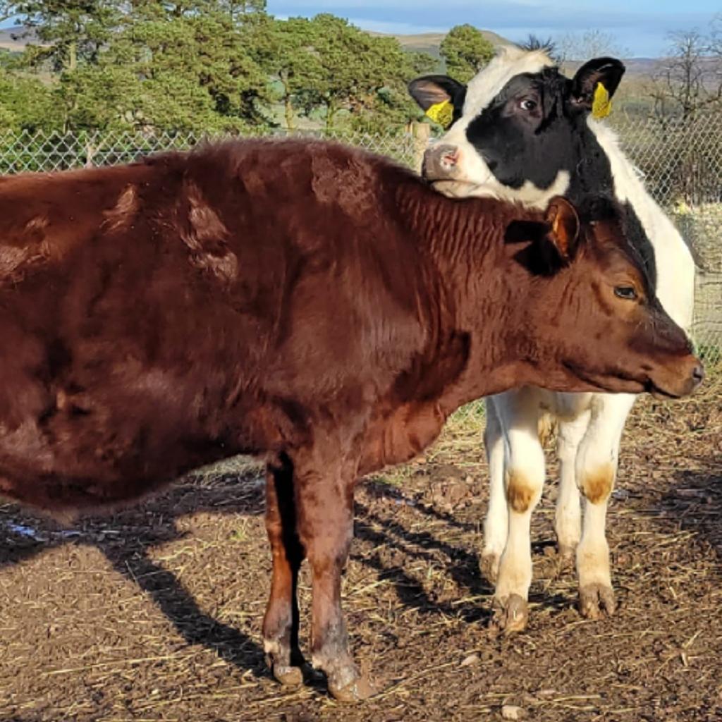 Ananda Animal Sanctuary - Animal Housing Appeal - JustGiving