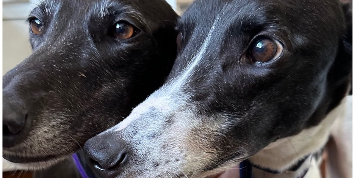 Heather Clements-Wheeler is fundraising for Greyhound Gap