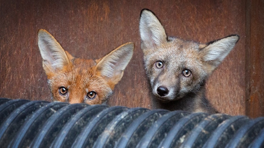 URGENT Orphan Fox Release Fund - JustGiving