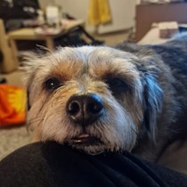 CAFOD Big Lent Walk 2025 is fundraising for CAFOD