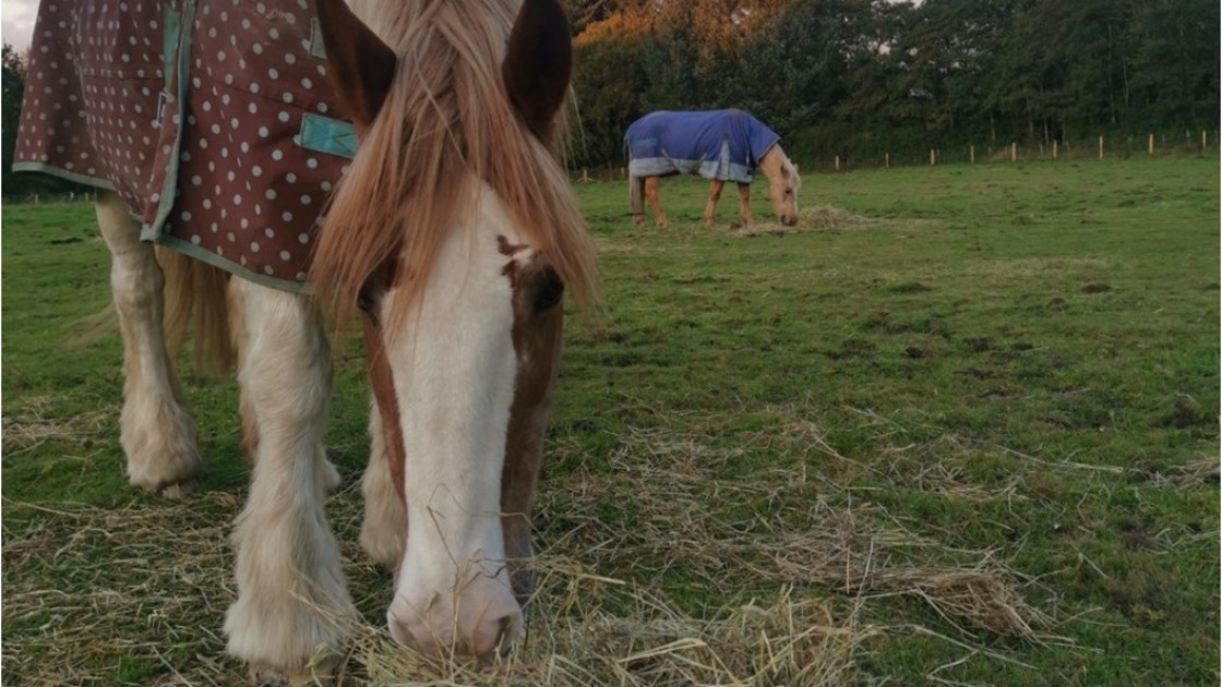 Warm this Winter (Winter feed and hay for RDA Glasgow Group horses ...