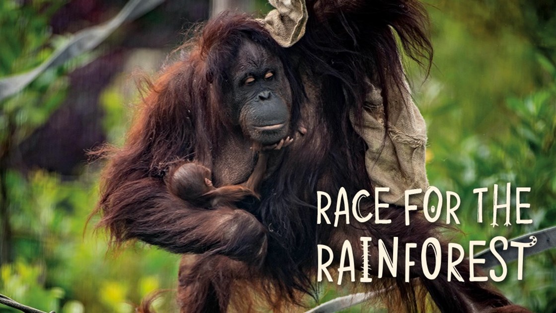 Race for the Rainforest - JustGiving