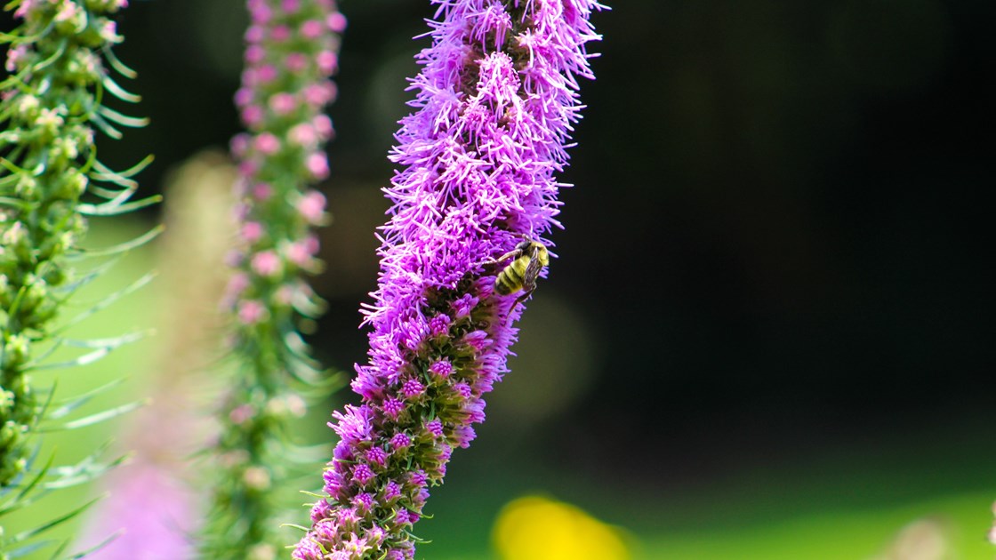 Amy Roark is fundraising for Huntsville Madison County Botanical Garden ...
