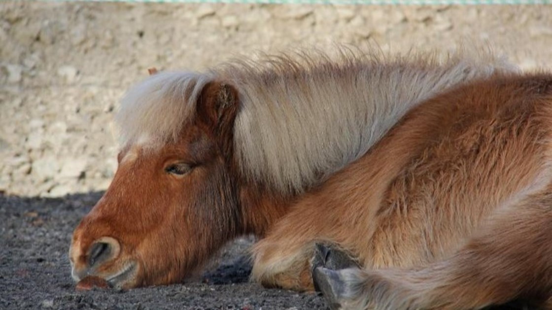 Emergency Grass-Free Paddock - JustGiving