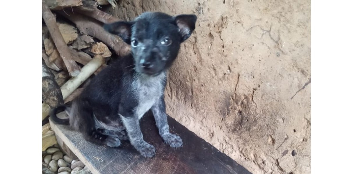 Susantha Chamara is fundraising for Pets & Animals In Distress Inc