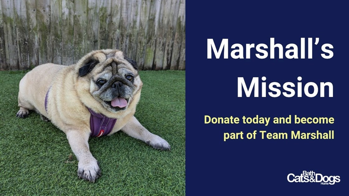 Marshall's Mission - JustGiving