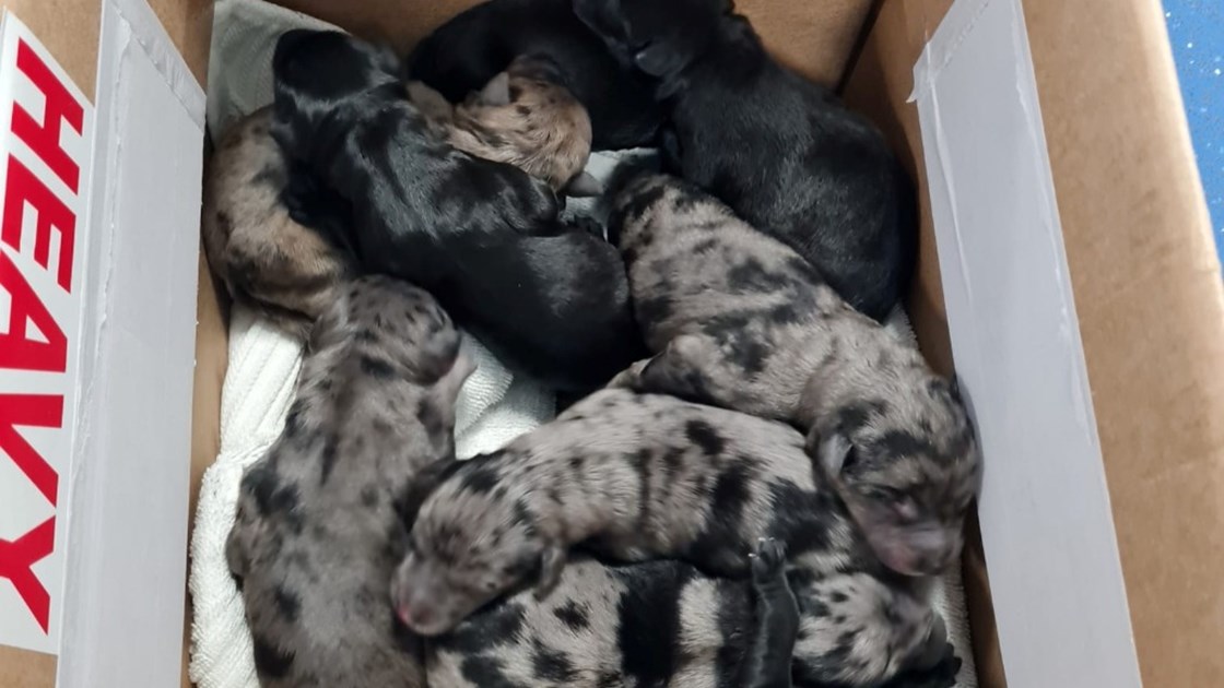 Christmas Puppy Appeal - Oak Tree Animals Charity - JustGiving