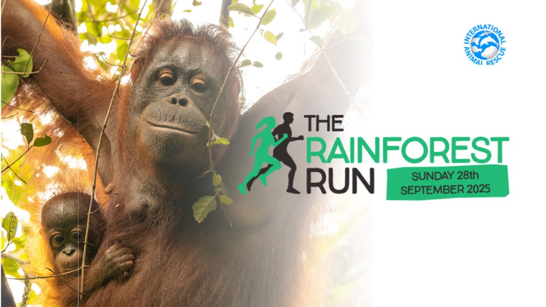 The Rainforest Run 2025 - JustGiving