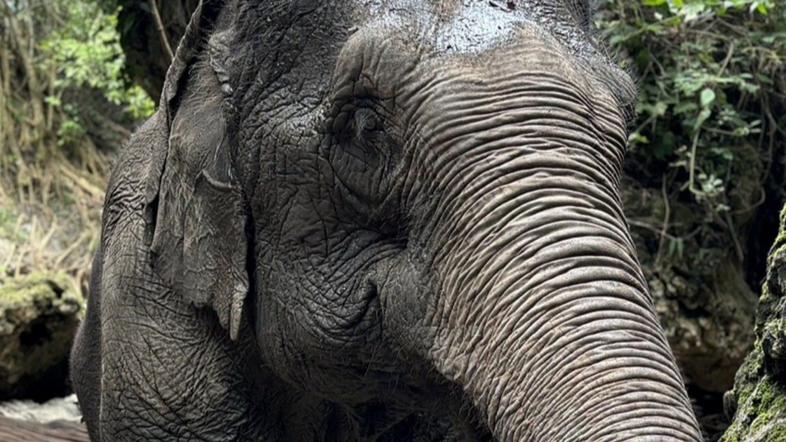 Bill Graham is fundraising for Thailand Elephants